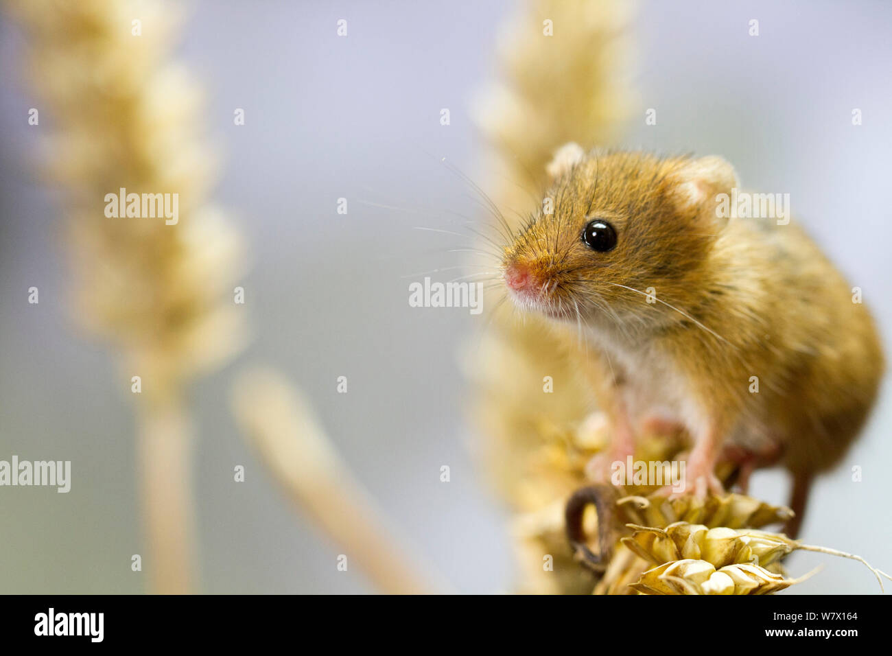 Very cute harvest mouse in the garden. They are extremely small Stock ...