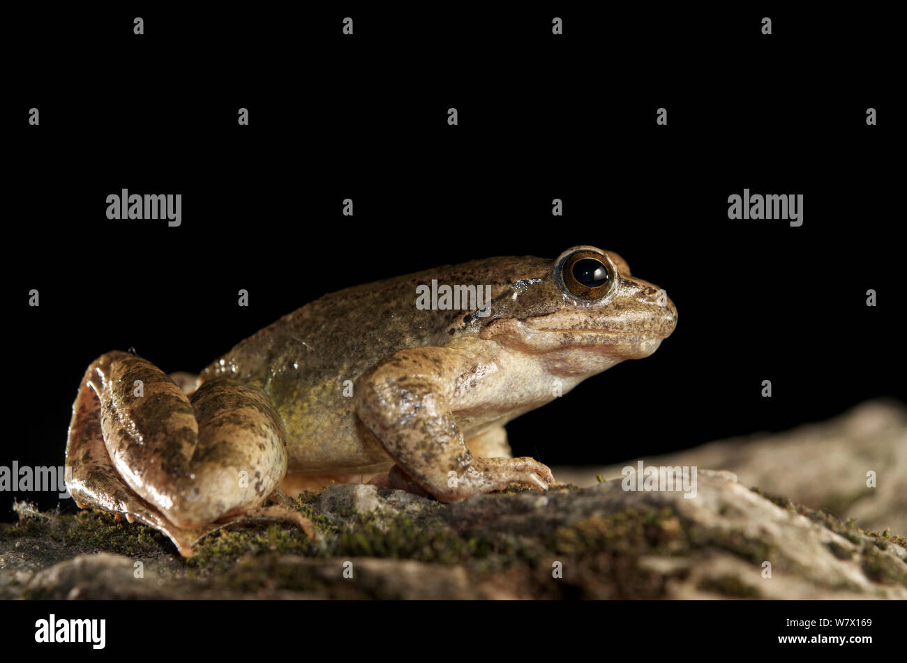 Balkan stream frog hi-res stock photography and images - Alamy