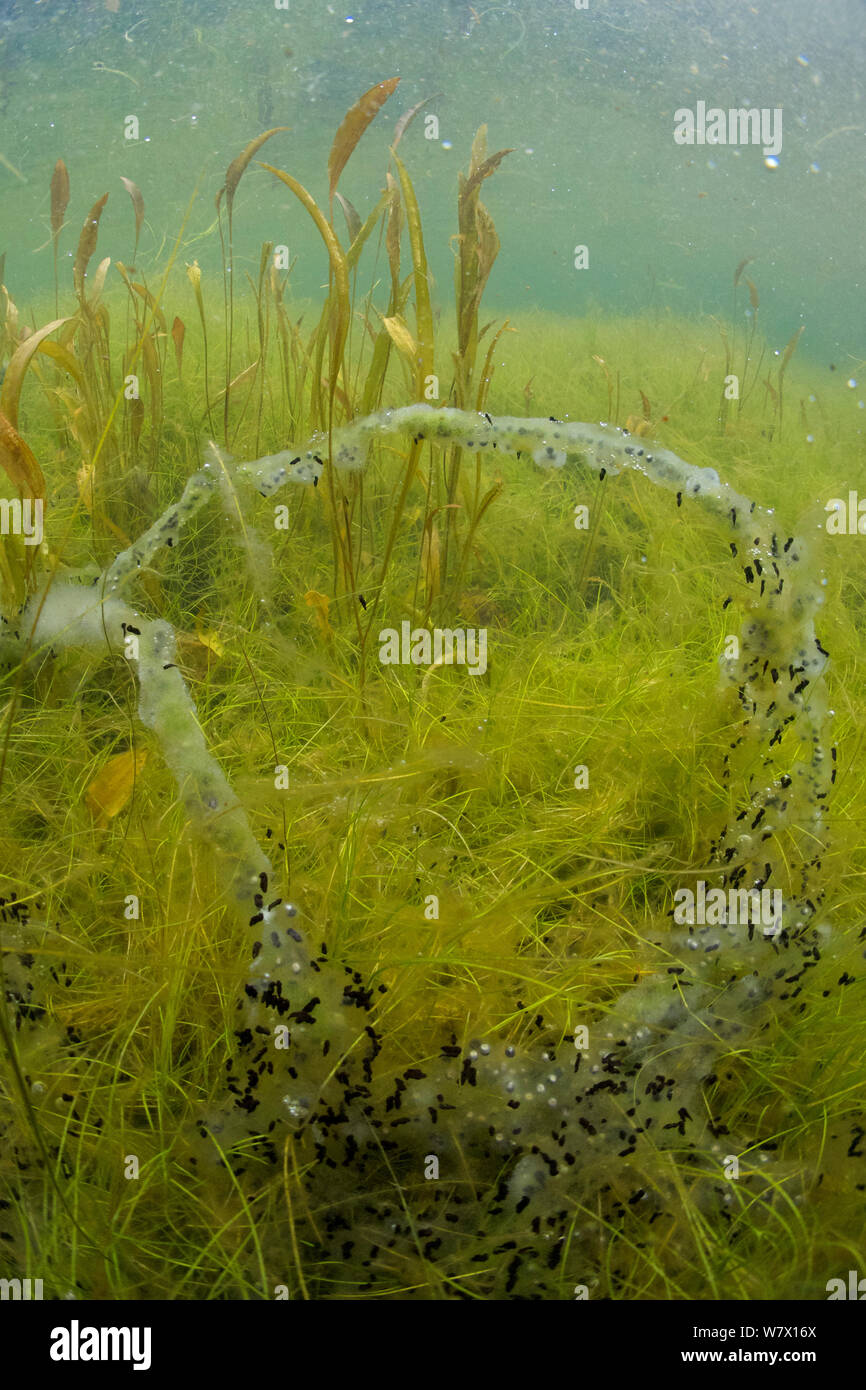 Common toad tadpoles hi-res stock photography and images - Alamy