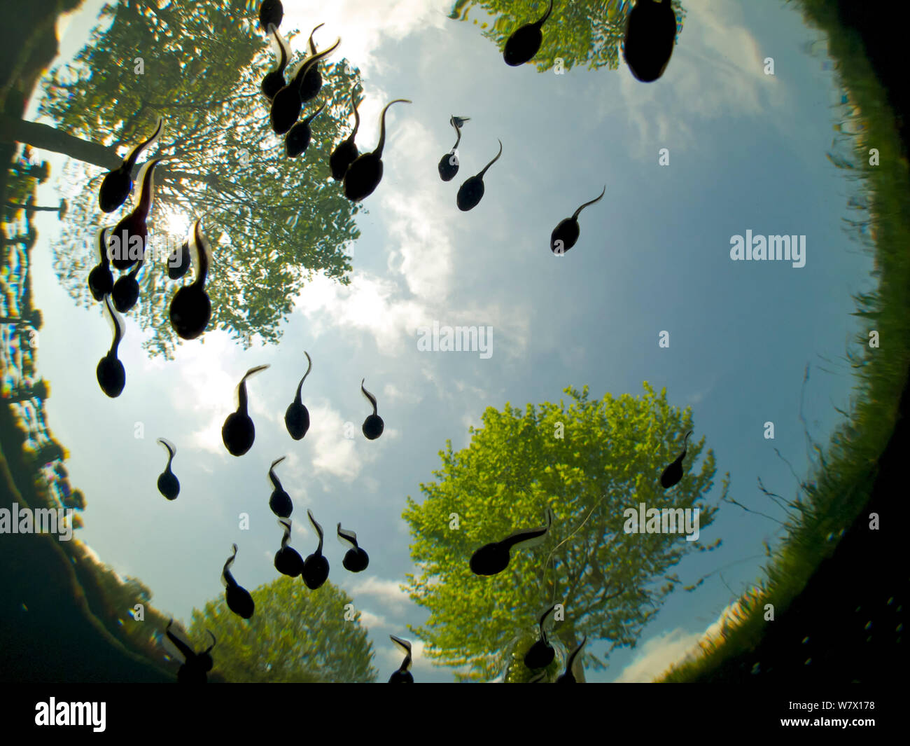 Common toad (Bufo bufo) tadpole swimming seen from below, Belgium, June ...