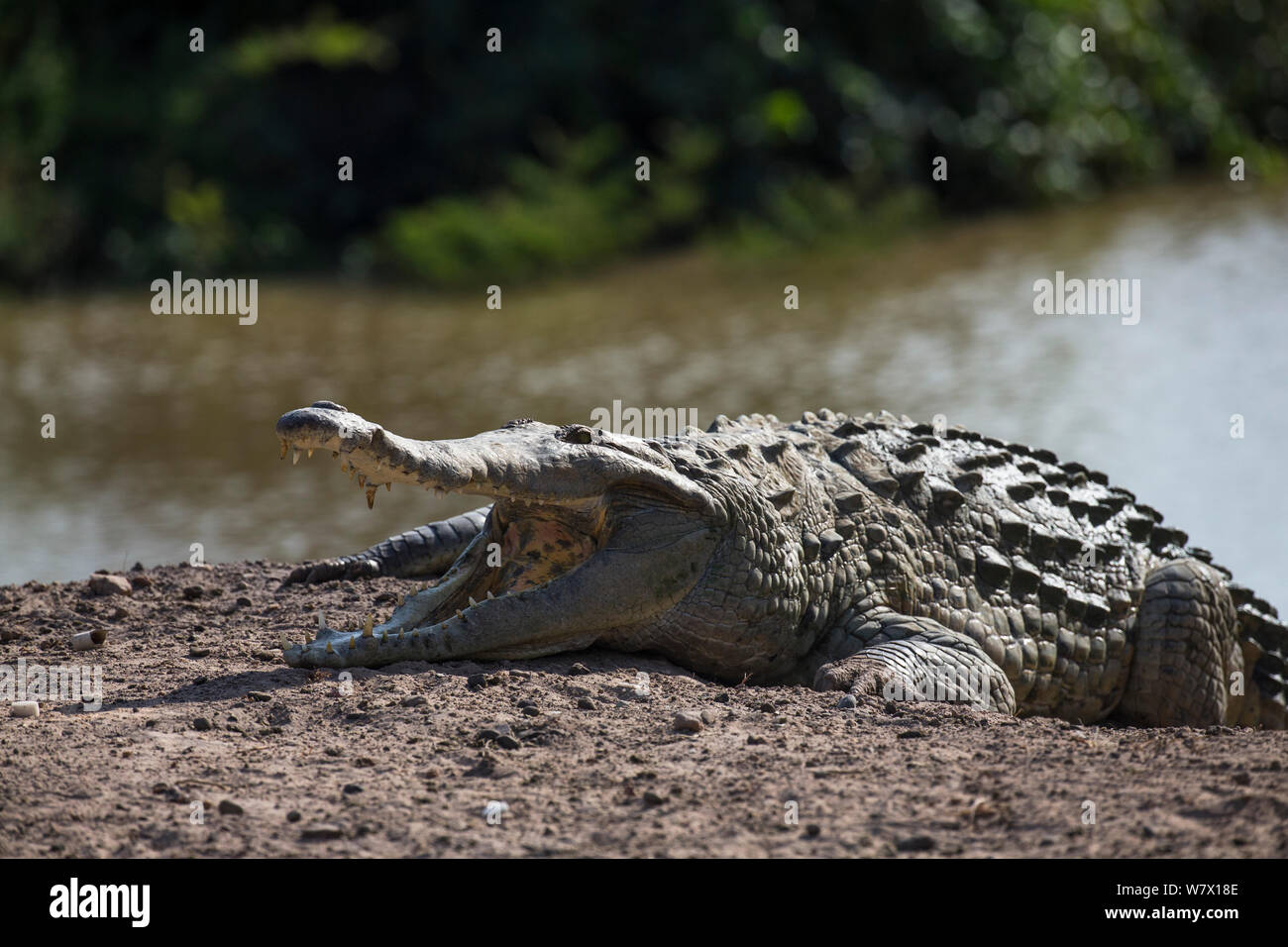Orinoco Crocodile (Crocodylus intermedius) female basking on the river ...