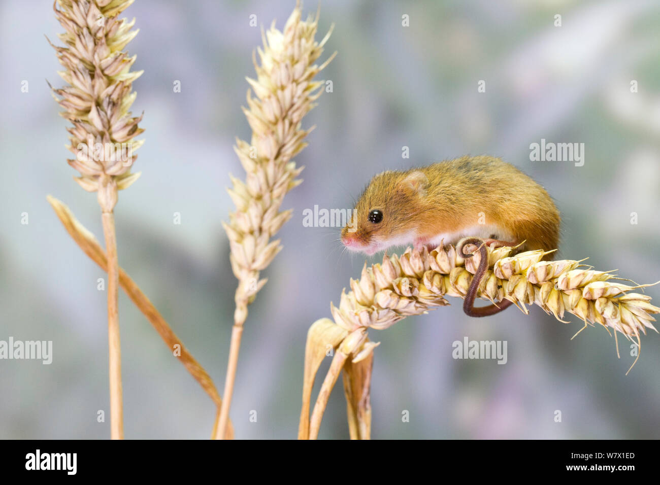 Very cute harvest mouse in the garden. They are extremely small Stock ...