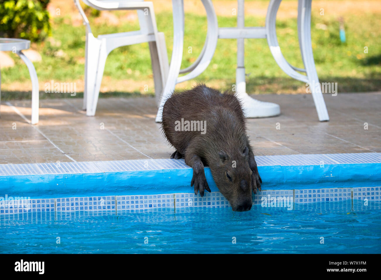 Capybara (Hydrochoerus hydrochaeris) drinking water from a swimming ...