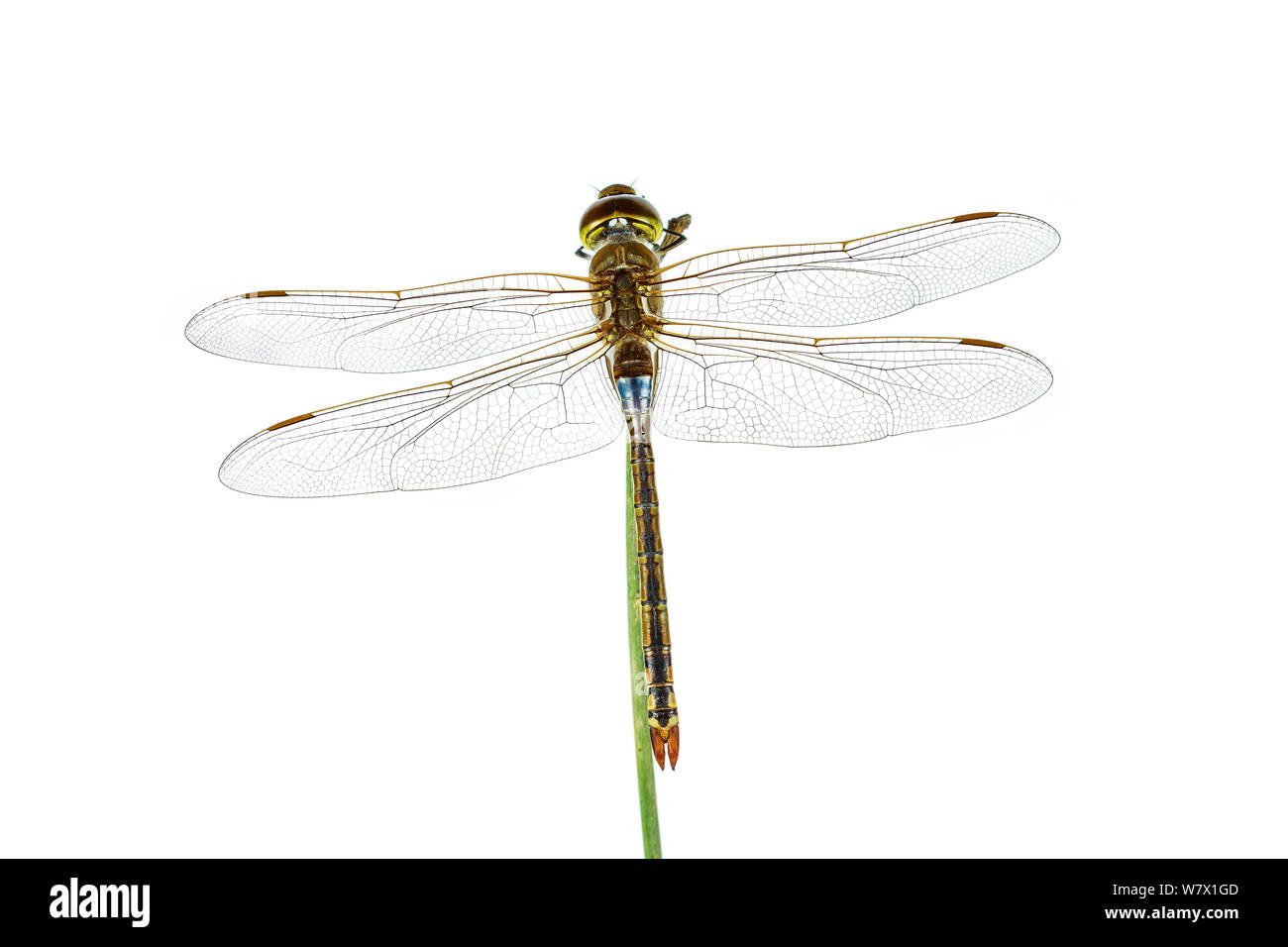Vagrant Emperor (Anax ephippiger) Portofino, Liguria, Italy, February ...