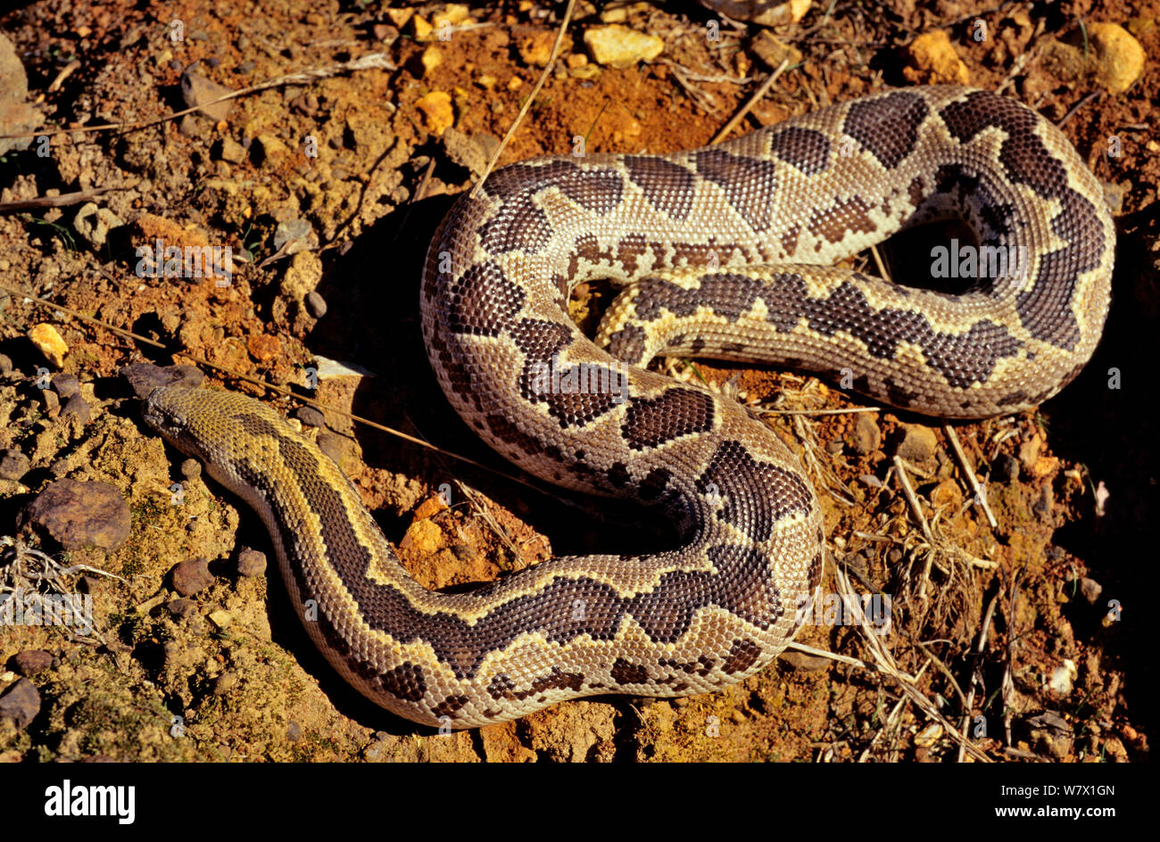 Rough-scaled sand boa (Gongylophis conicus) captive, native Pakistan ...