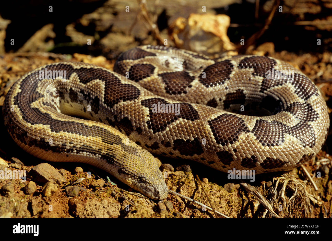 Rough scaled boa hi-res stock photography and images - Alamy