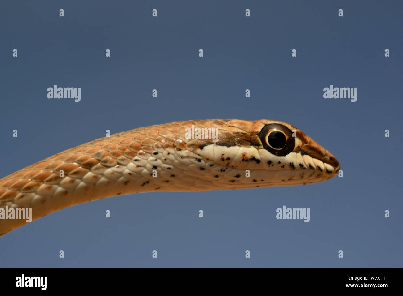 Racer snakes hi-res stock photography and images - Alamy
