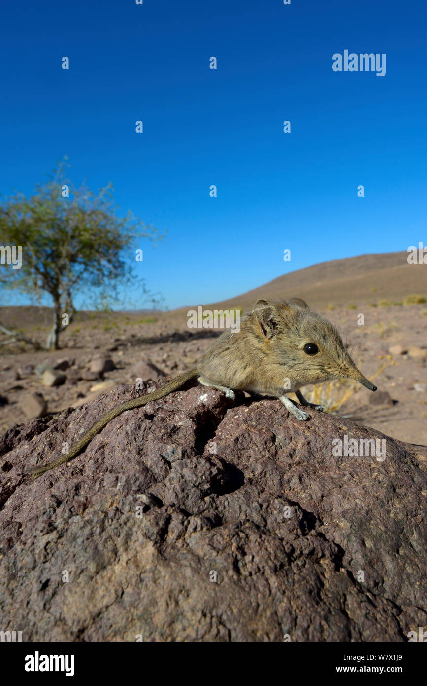 Rozeti hi-res stock photography and images - Alamy