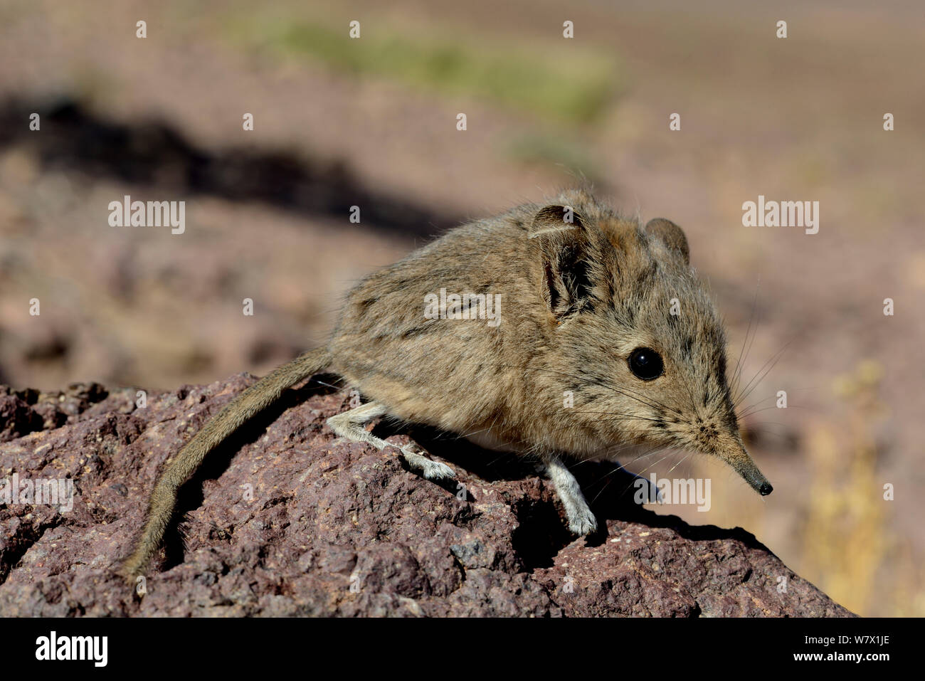 North African elephant shrew (Elephantulus rozeti) portrait, near ...