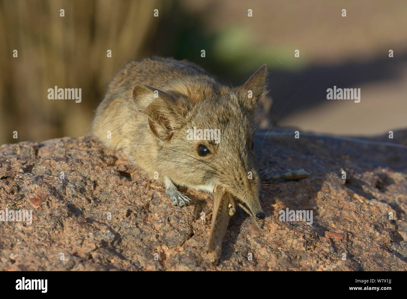 Elephantulus hi-res stock photography and images - Alamy