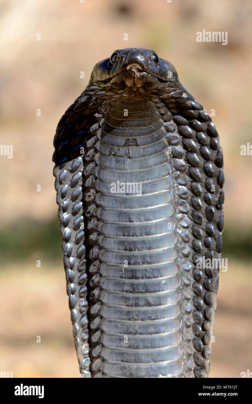 Egyptian cobra (Naja haje) with head raised up and hood expanded, near ...