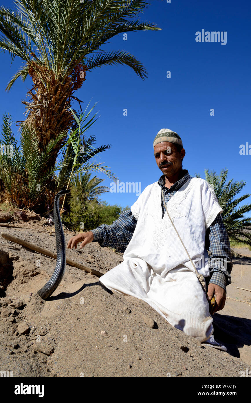 Egyptian cobra naja haje hi-res stock photography and images - Alamy
