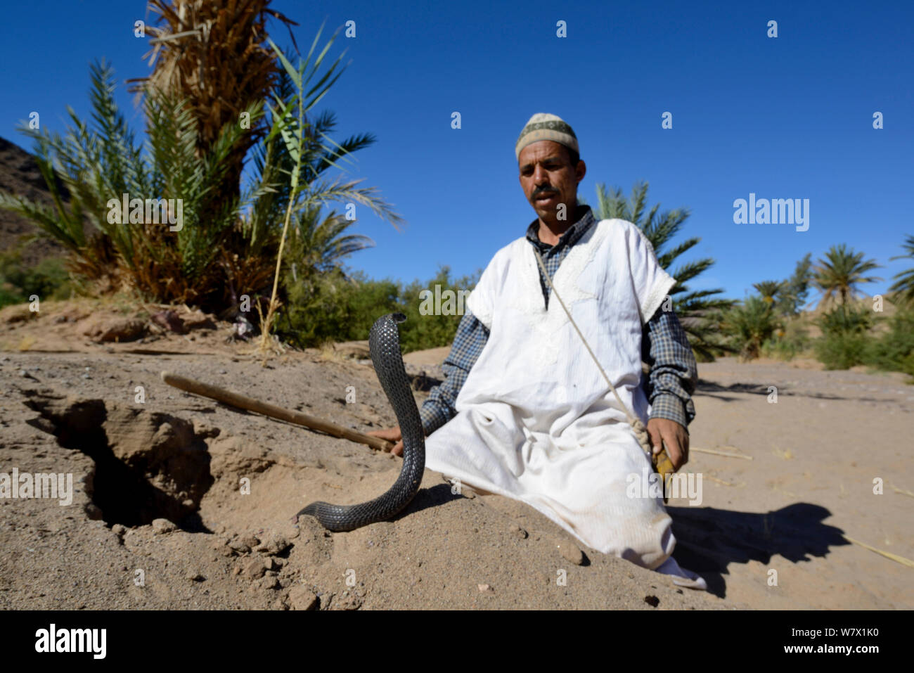 Egyptian cobra naja haje hi-res stock photography and images - Alamy