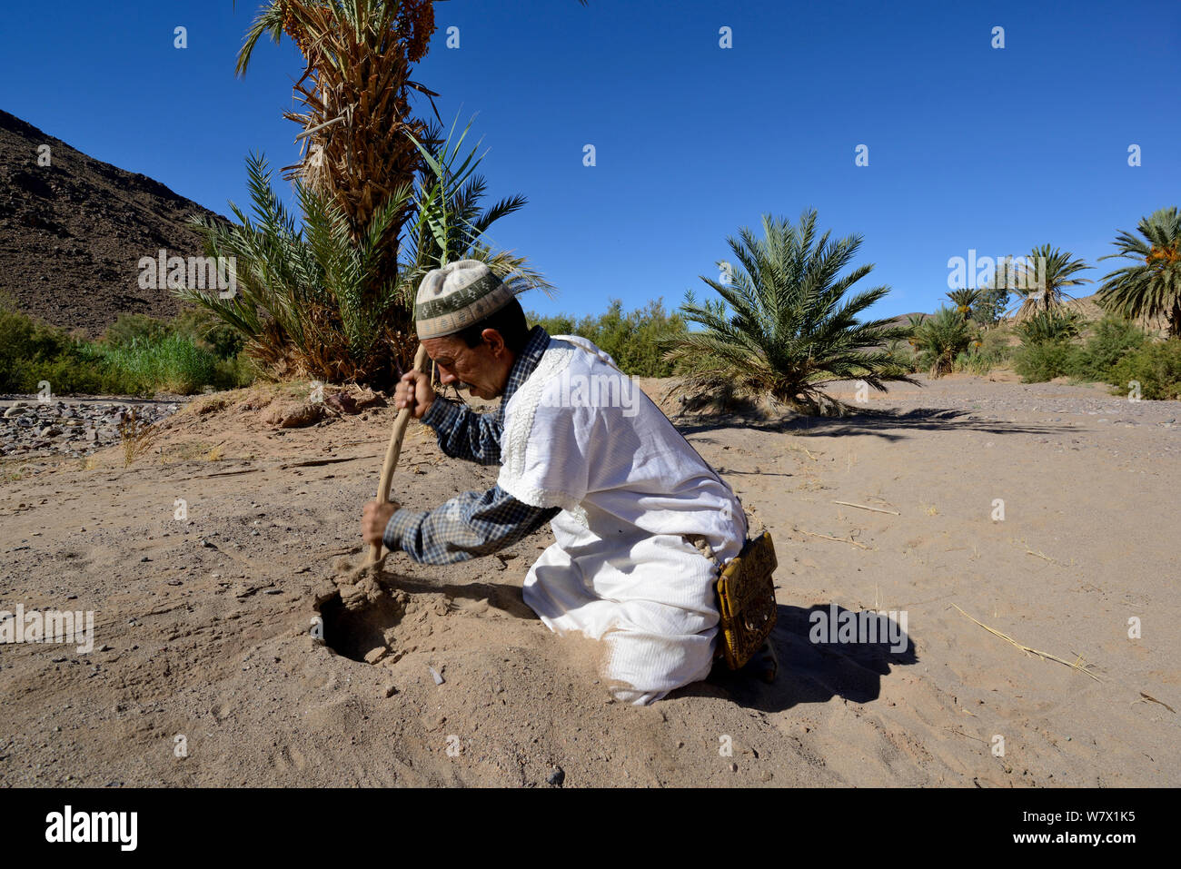 Egyptian Cobra Naja Haje High Resolution Stock Photography and Images ...
