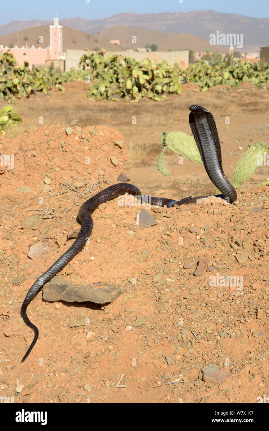 Egyptian cobra (Naja haje) with head up and hood expanded, town in the ...