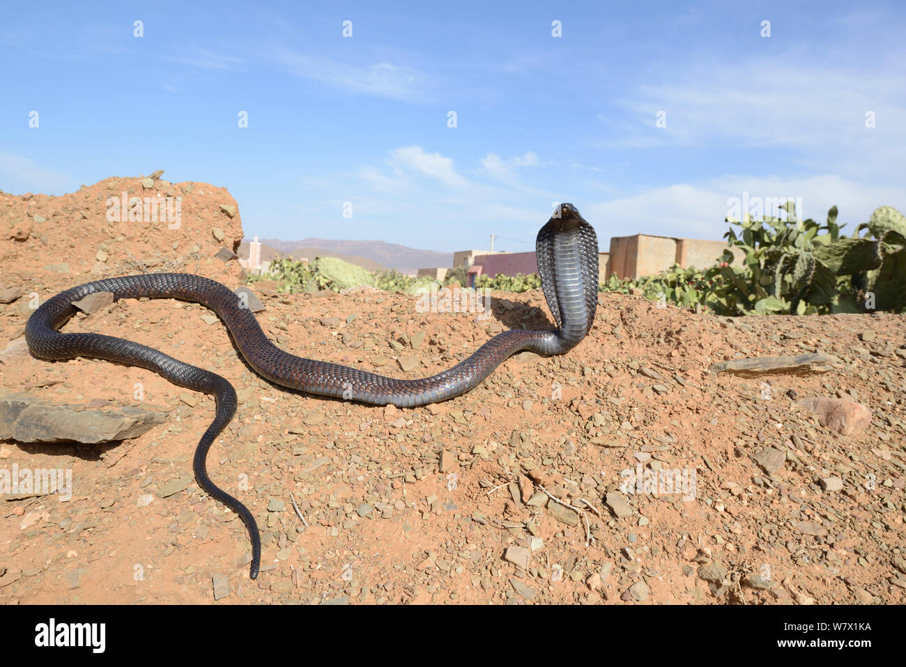 Egyptian cobra naja haje hi-res stock photography and images - Alamy