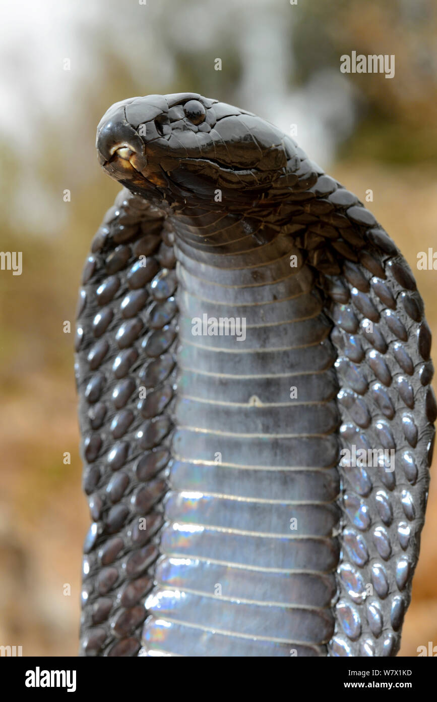 Egyptian Cobra Snake Stock Photos & Egyptian Cobra Snake Stock Images ...