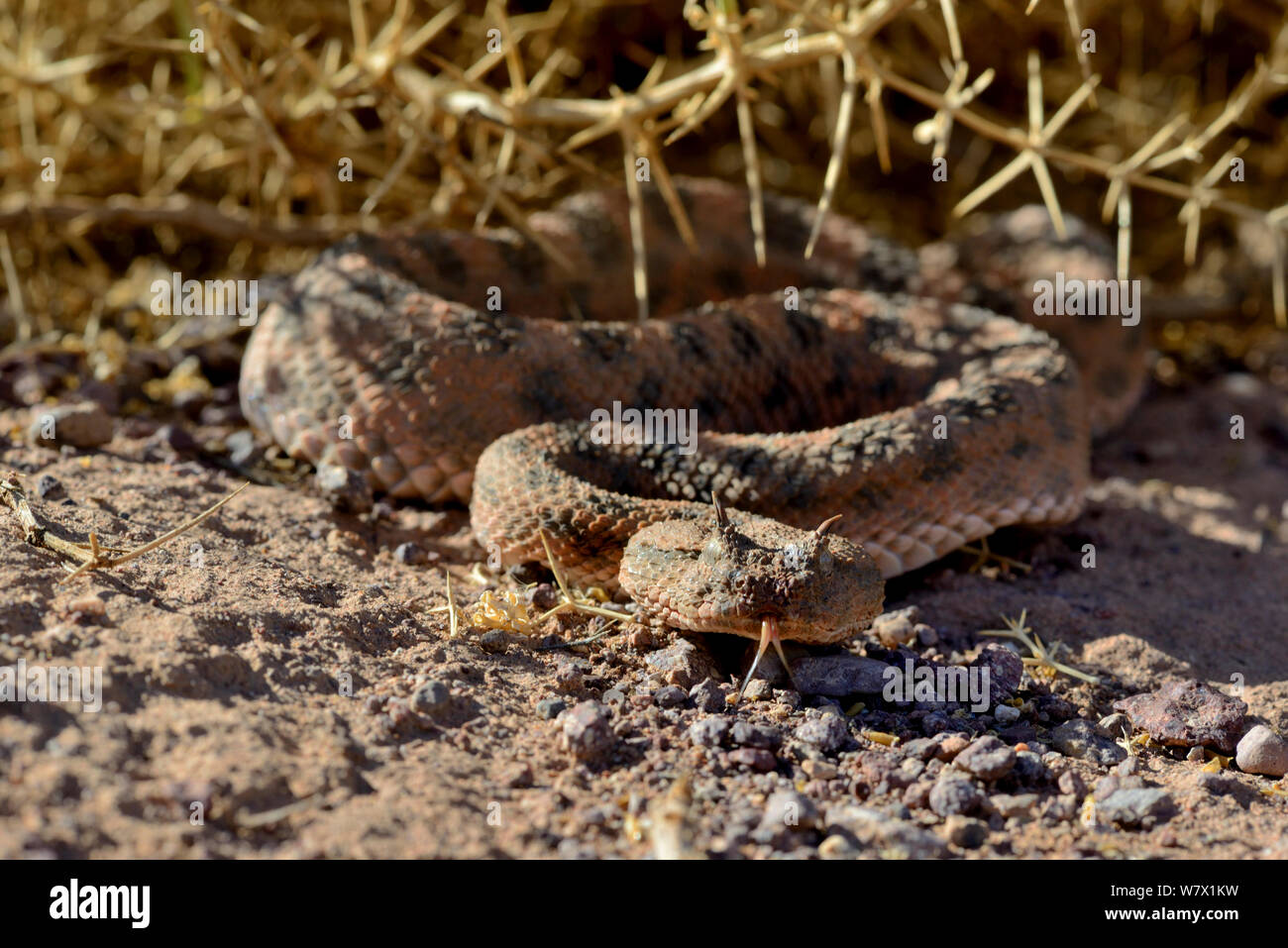 Desert Horned Viper Attack