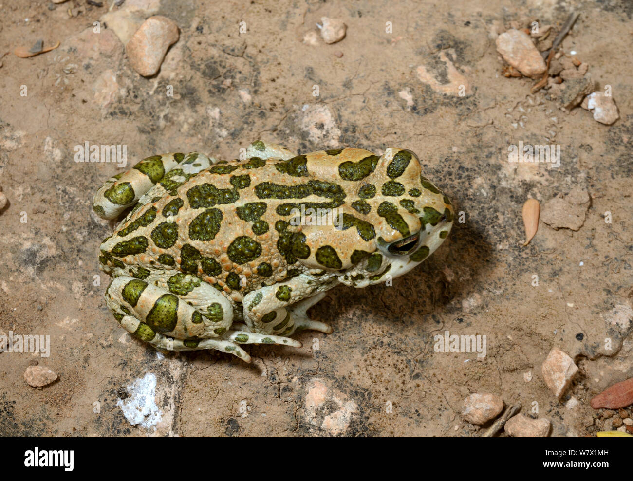 African green toad (Bufotes boulengeri) Taroudant Morocco Stock Photo ...