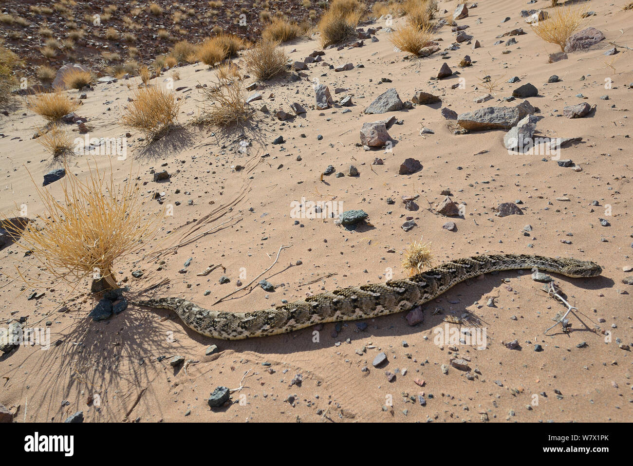 Moving puff adder hi-res stock photography and images - Alamy
