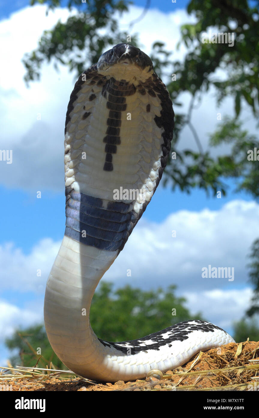 Asian spitting cobra (Naja siamensis) with head raised and hood ...