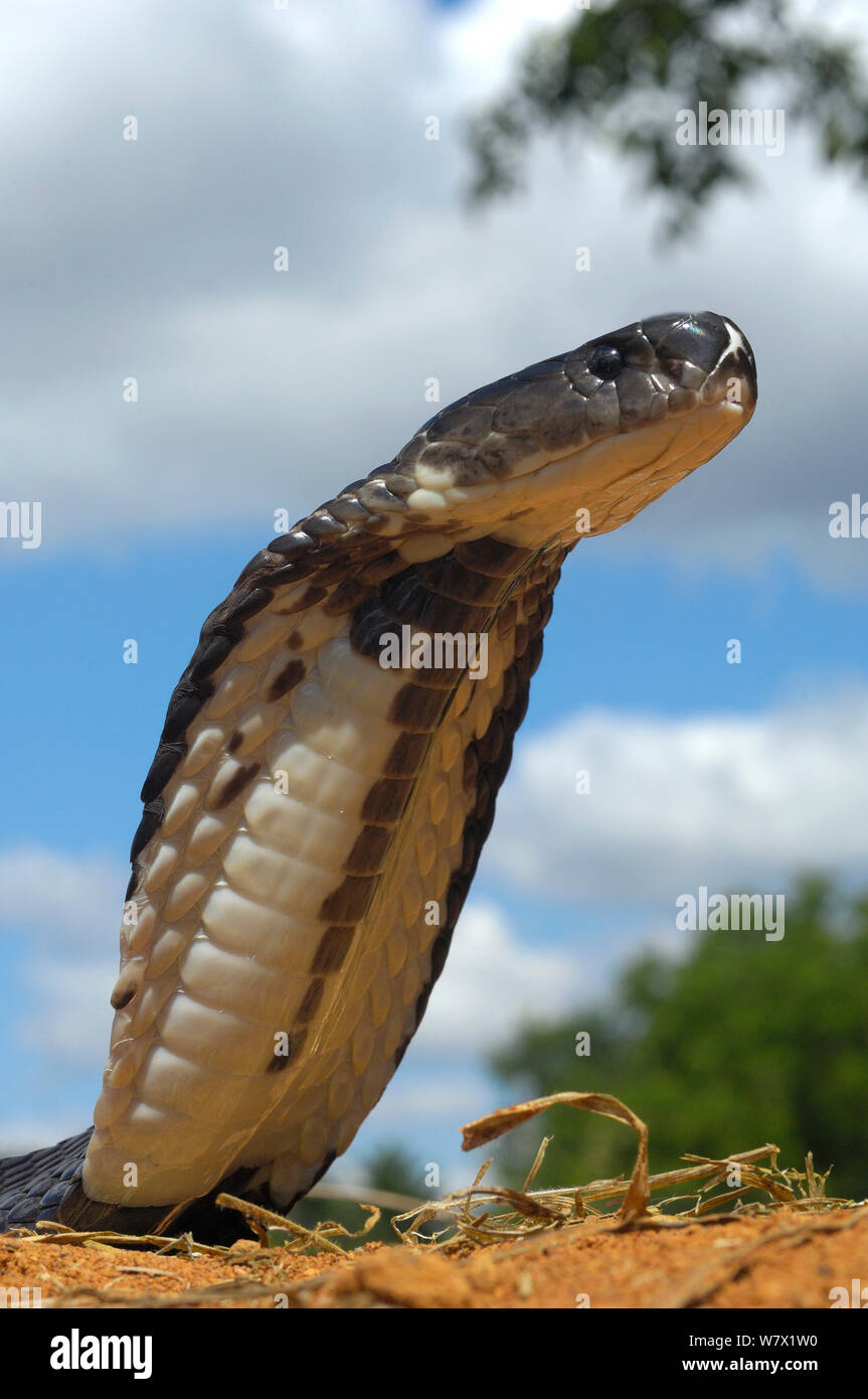 Asian spitting cobra (Naja siamensis) with head raised and hood ...