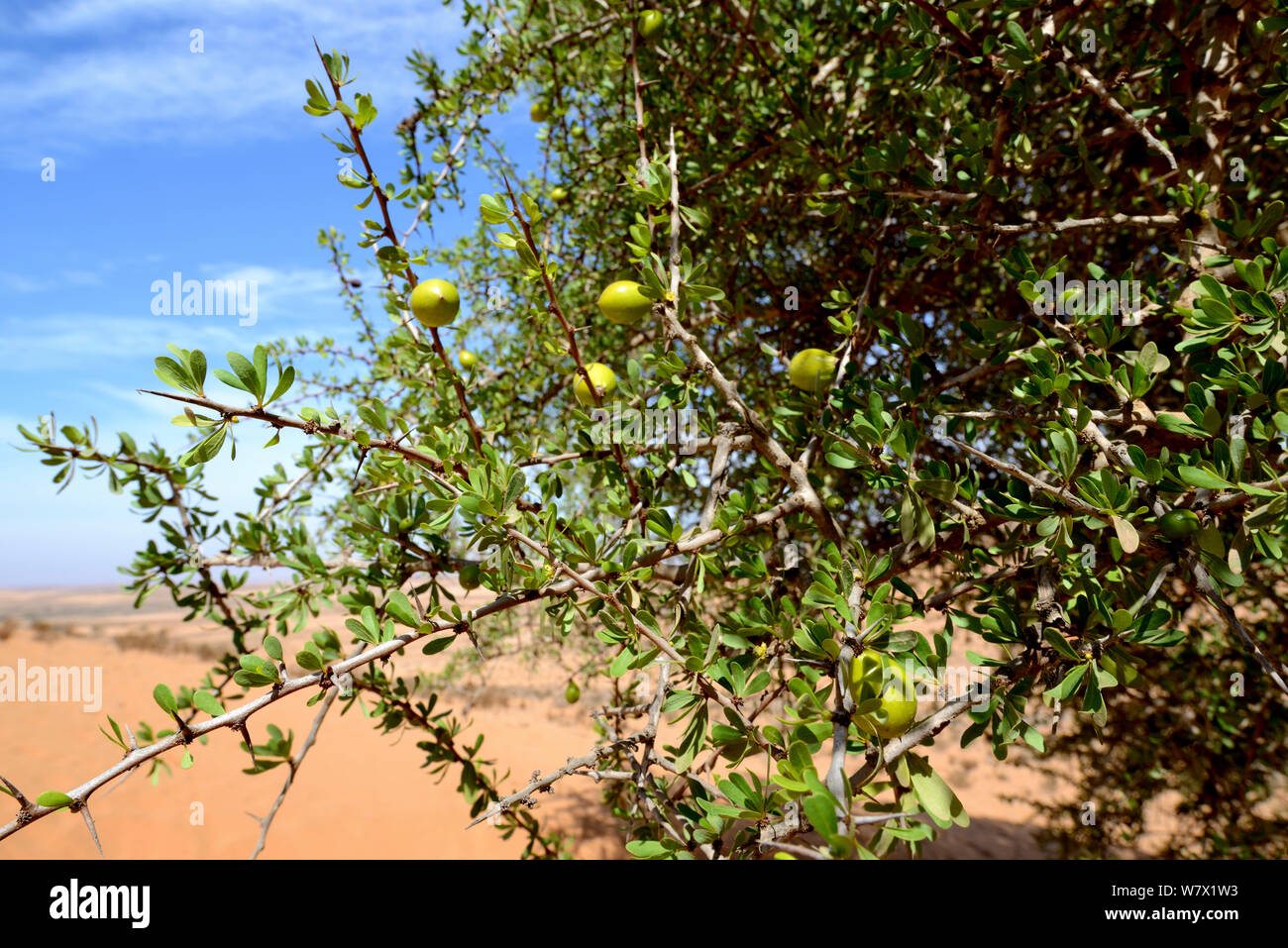 Argan tree seed hi-res stock photography and images - Alamy