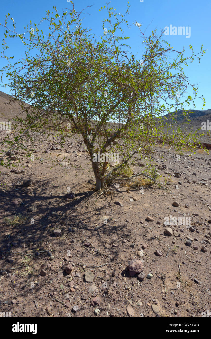 Lotus tree (Ziziphus lotus) near Ouarzazate, Morocco Stock Photo - Alamy