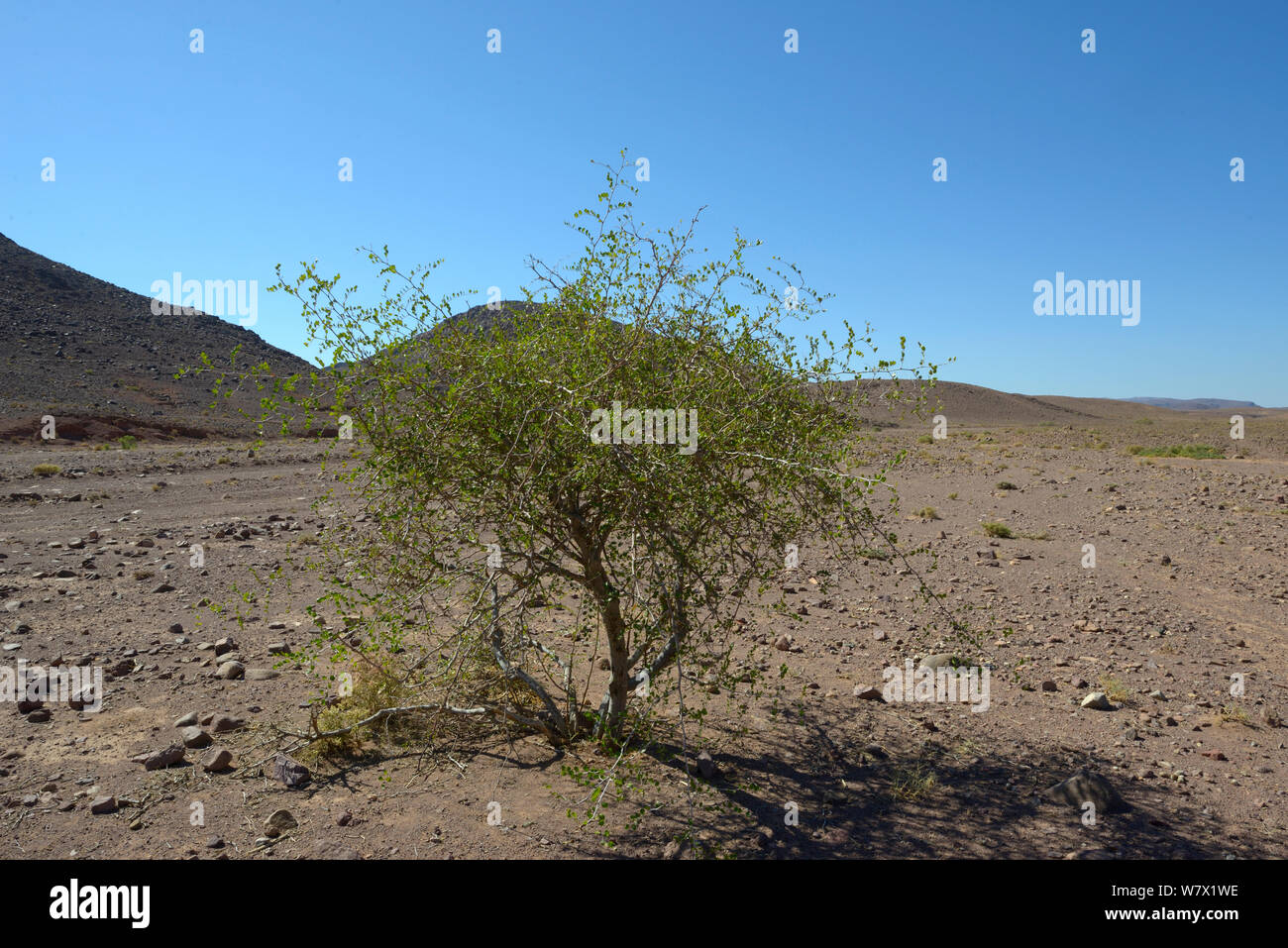 Lotus tree hi-res stock photography and images - Alamy