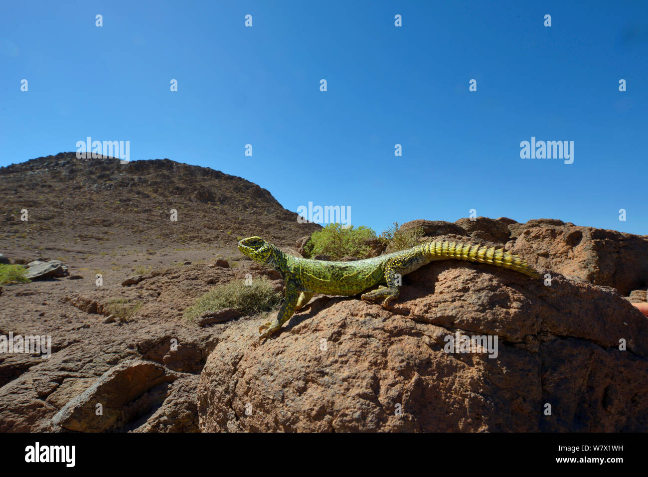 Spiny-tailed lizard (Uromastyx nigriventris) on rocks, near Ouarzazate ...