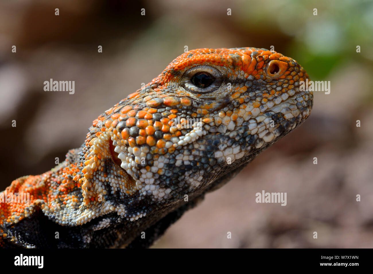 Spiny-tailed lizard (Uromastyx nigriventris) portraits, near Ouarzazate ...
