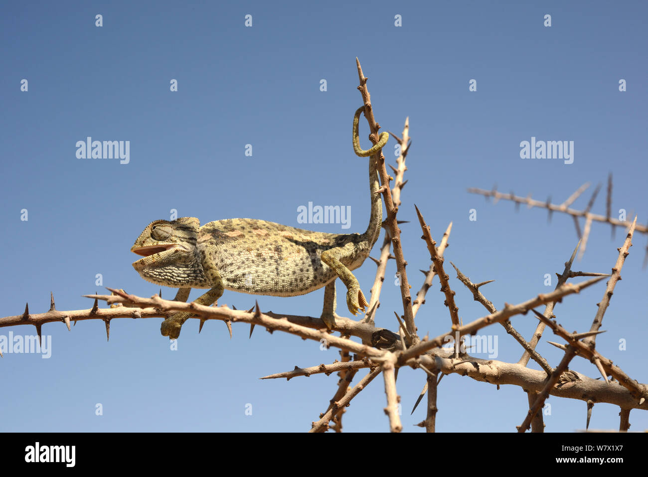 European chameleon hi-res stock photography and images - Alamy