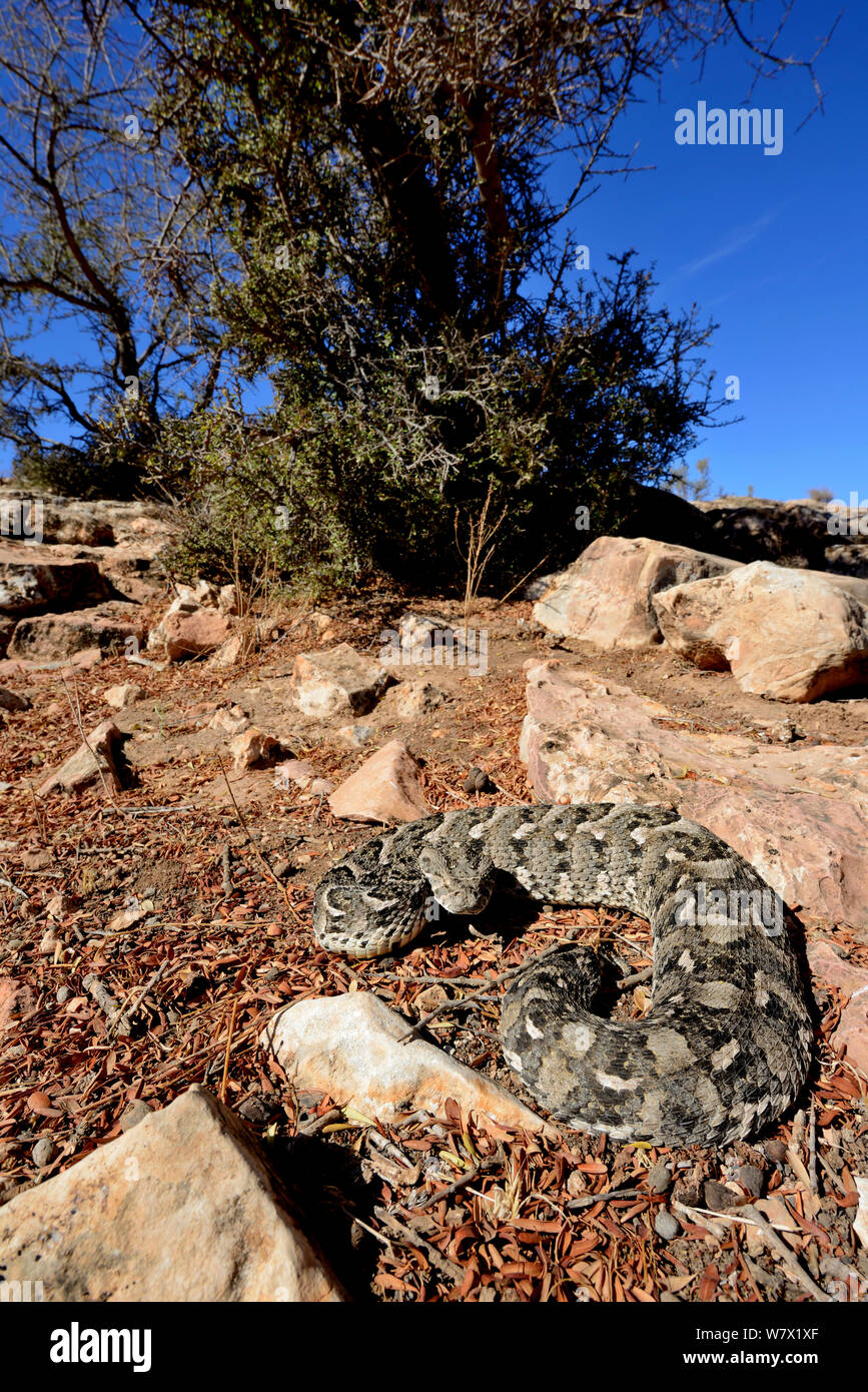 Venomous snakes of north africa hi-res stock photography and images - Alamy