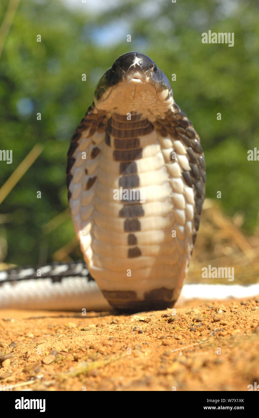 Asian spitting cobra (Naja siamensis) with head raised and hood ...