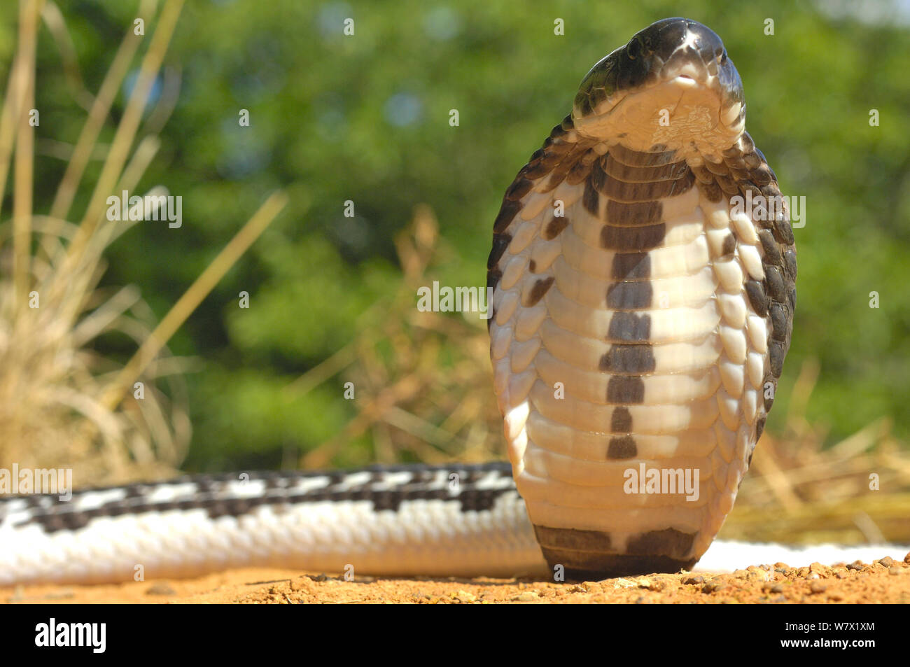 Asian spitting cobra (Naja siamensis) with head raised and hood ...