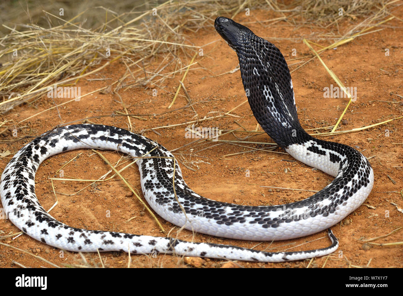 Asian spitting cobra (Naja siamensis) with head raised and hood ...