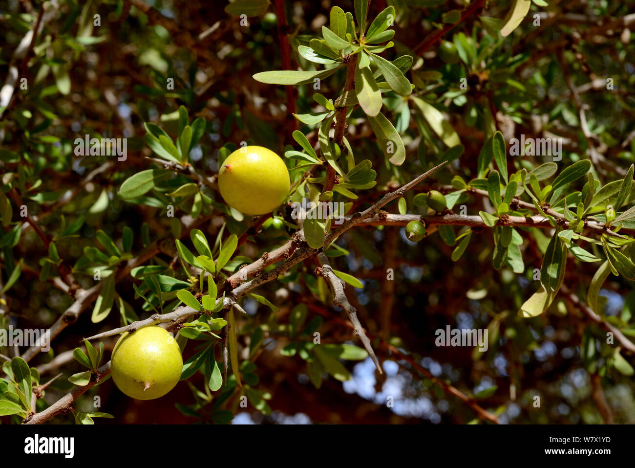 Argan tree argania sideroxylon hi-res stock photography and images - Alamy