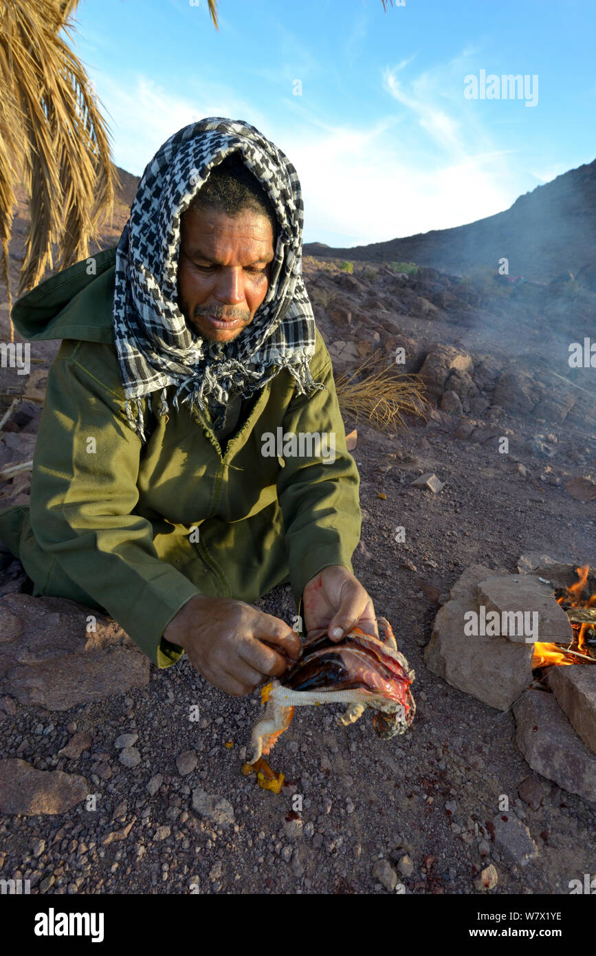 Local Berber man preparing Spiny-tailed lizard (Uromastyx nigriventris ...