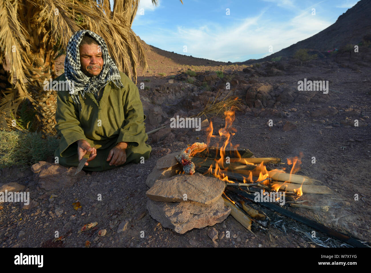 Local Berber man cooking Spiny-tailed lizard (Uromastyx nigriventris ...