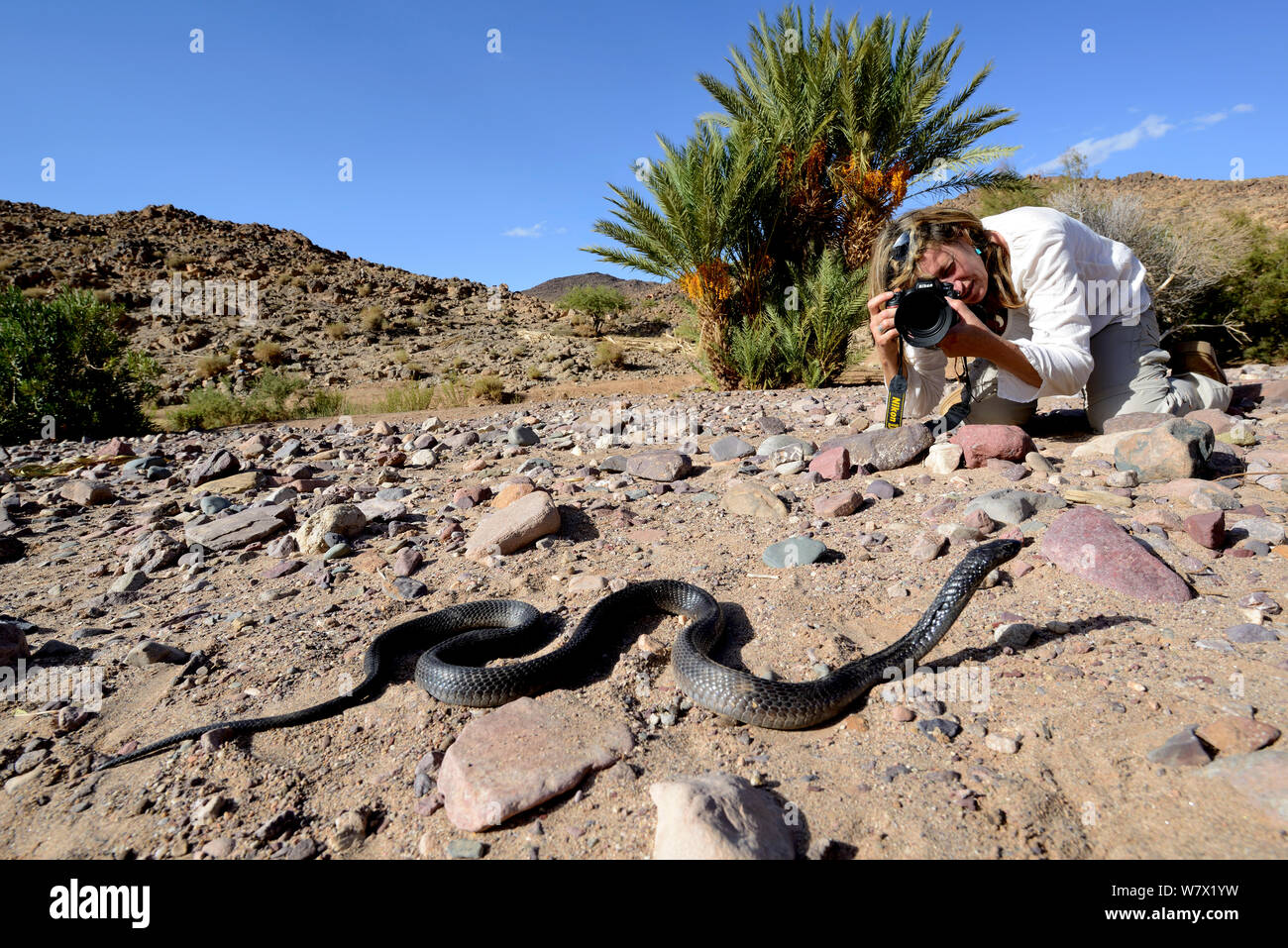 Egyptian cobra naja haje hi-res stock photography and images - Alamy