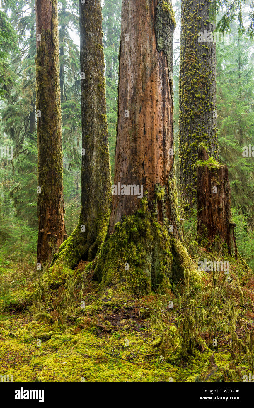 Moss covered trees in ancient temperate rainforest, in Olypmic National ...