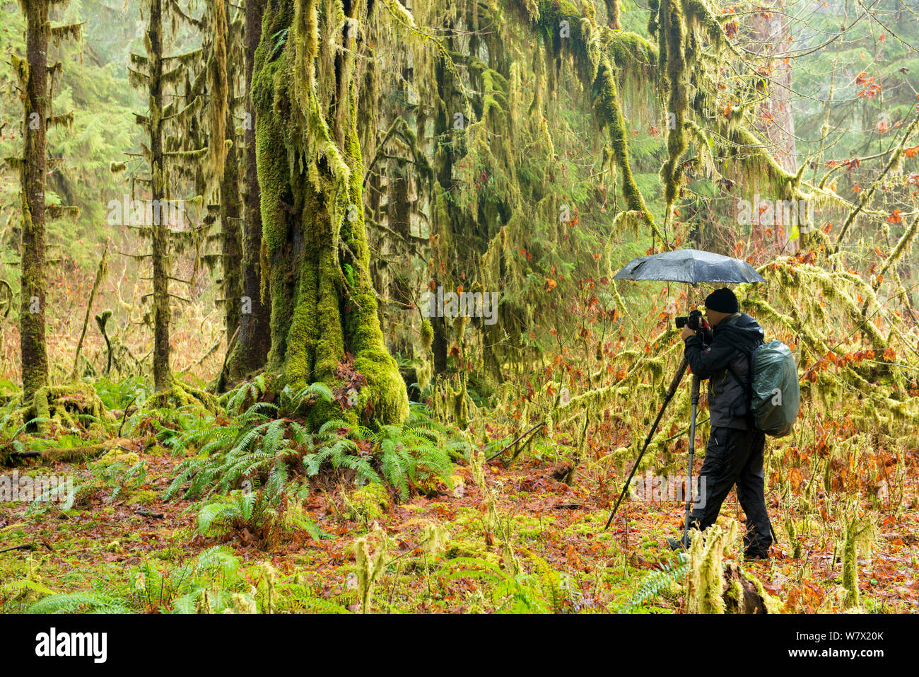 Photographer with umbrella taking photos of ancient moss covered trees ...