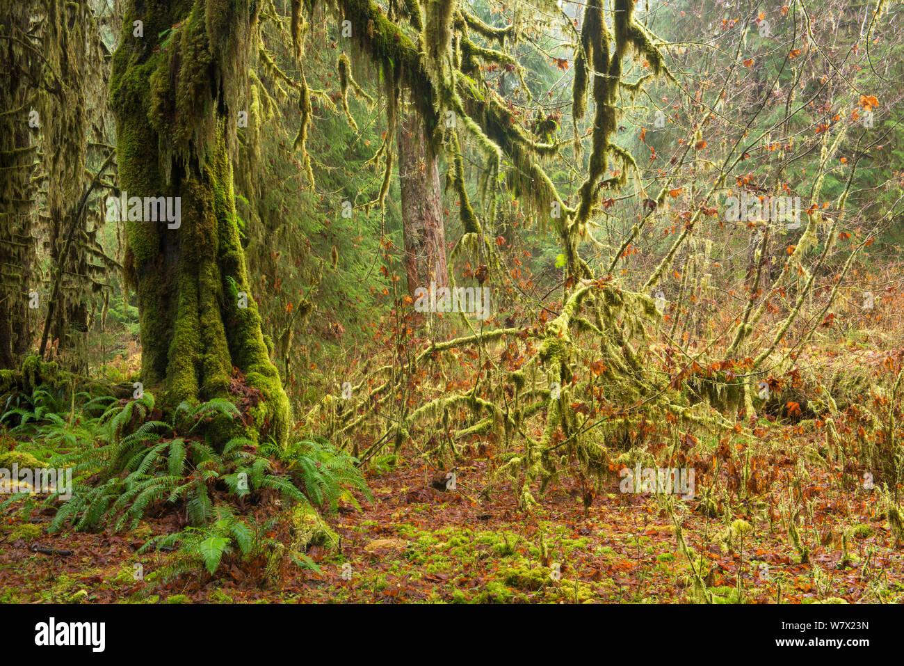 Ancient rainforest tree hi-res stock photography and images - Alamy