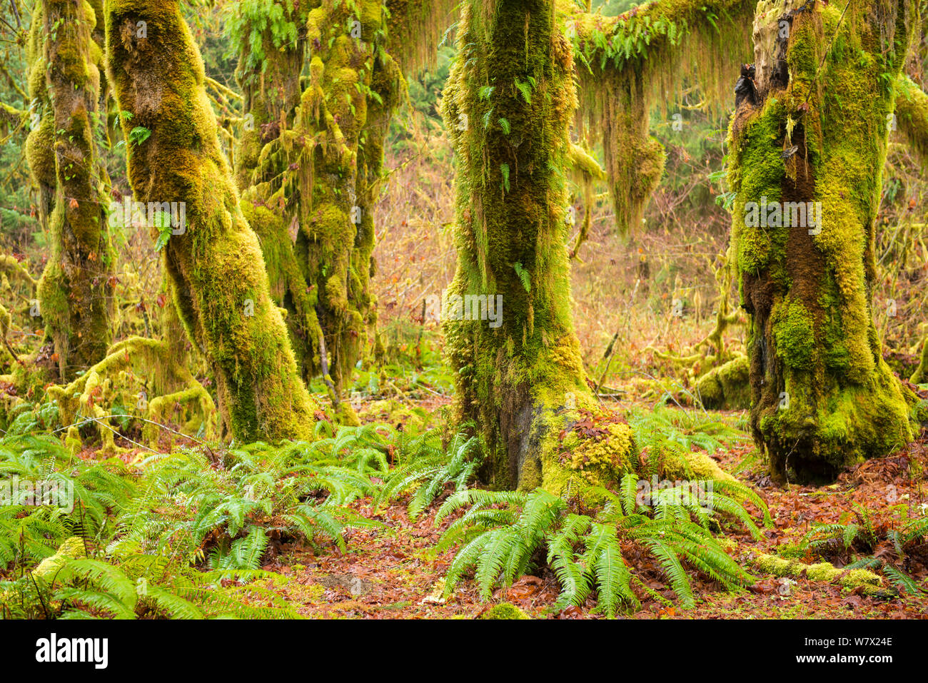 Moss covered trees in ancient temperate rainforest, in Olypmic National ...