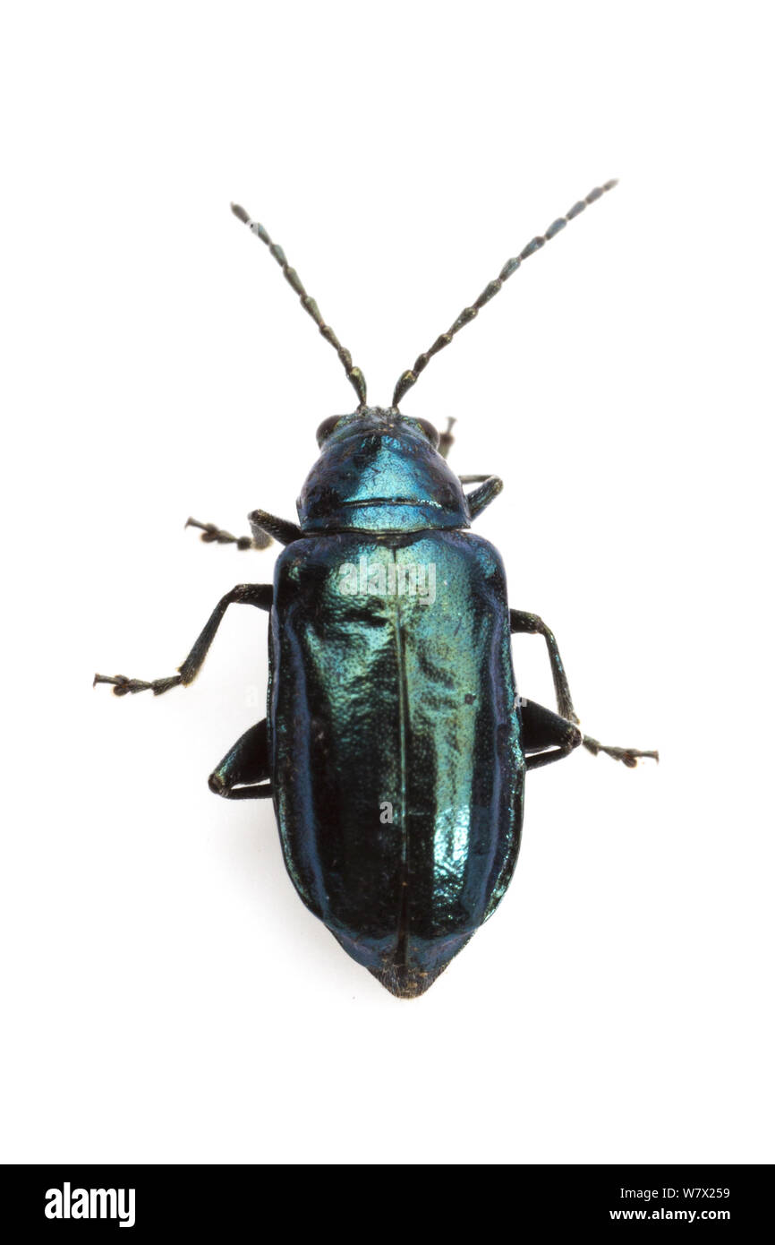 Altica beetle hi-res stock photography and images - Alamy