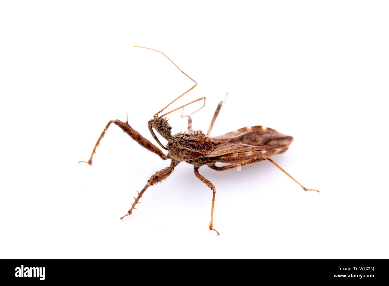 Side view of assassin bug hi-res stock photography and images - Alamy