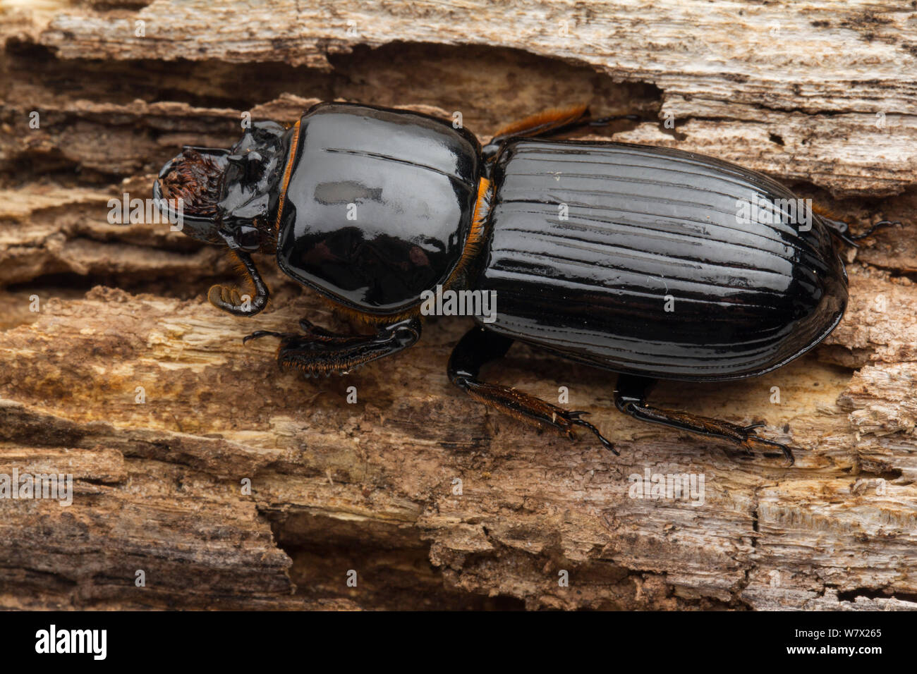 Peg / Bess Beetle (Odontotaenius floridanus) Archbold Field Station ...