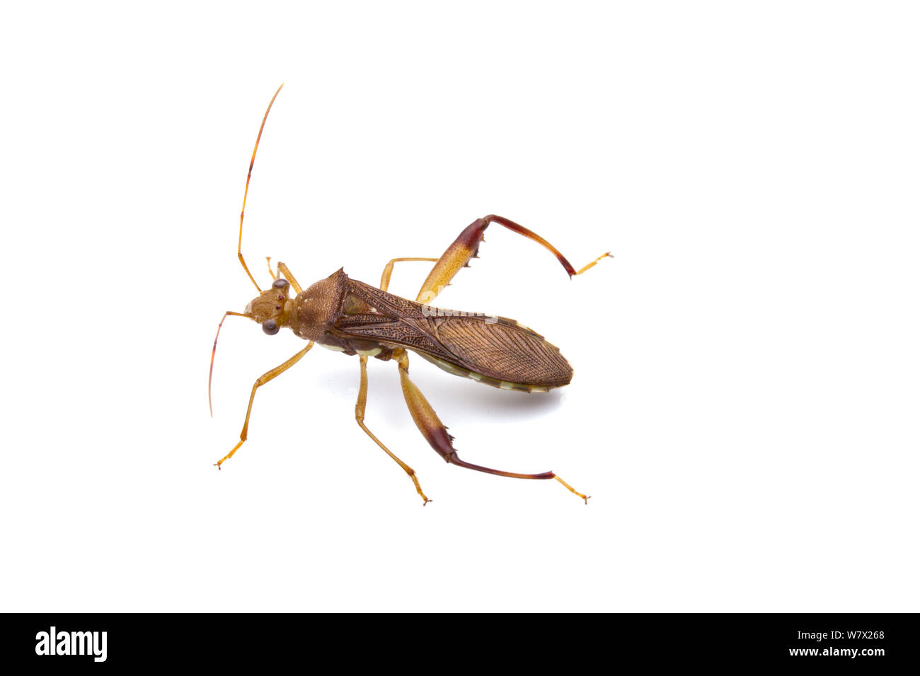 BroadHeaded Bug (Hyalymenus sp.) Brackenridge Field Laboratory, Austin ...