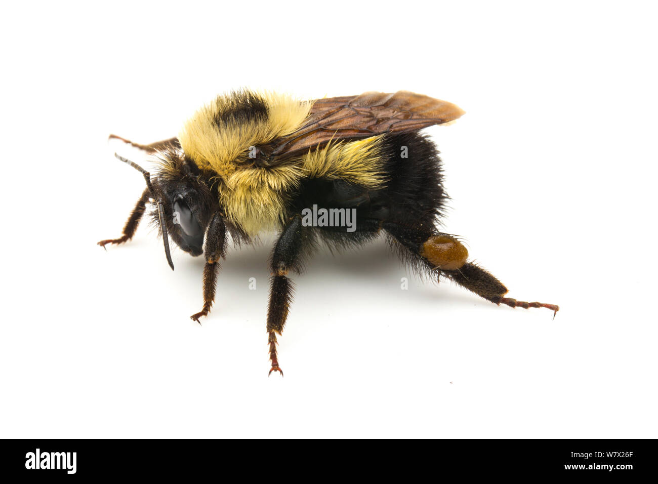 British bumble bee white background Cut Out Stock Images & Pictures - Alamy
