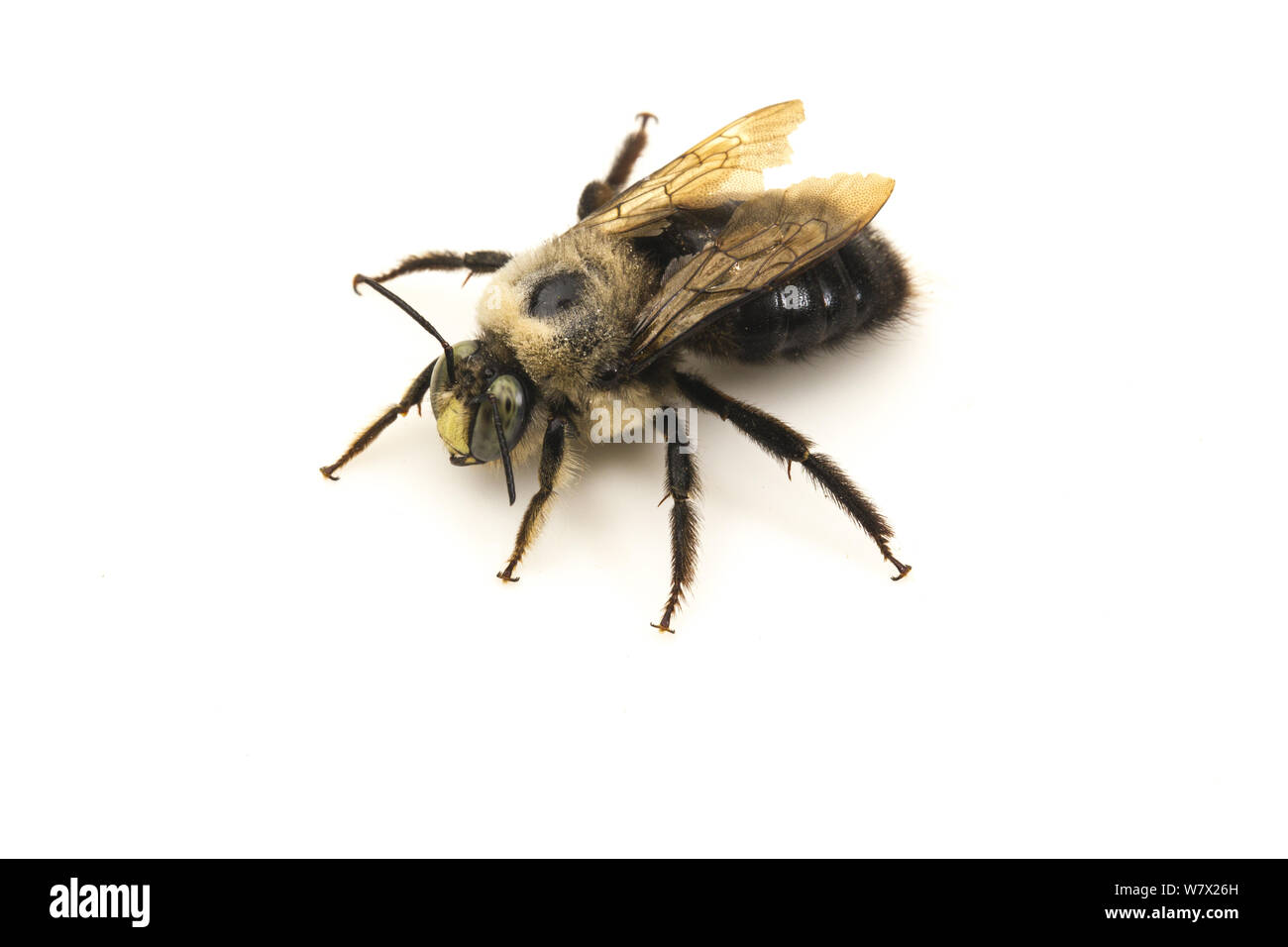 Western carpenter bee hi-res stock photography and images - Alamy